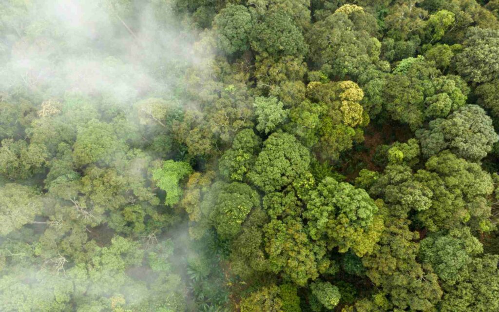 Republic of the Congo to Receive $8M in Carbon Credits